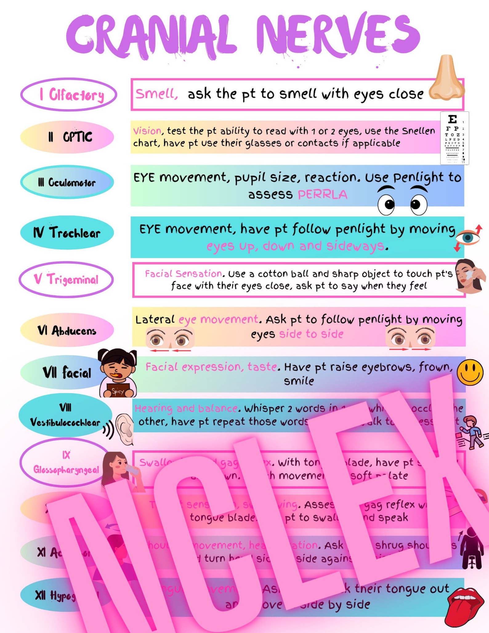 Cranial Nerve Study Guide Cranial Nerve Cheat Sheet Digital - Etsy
