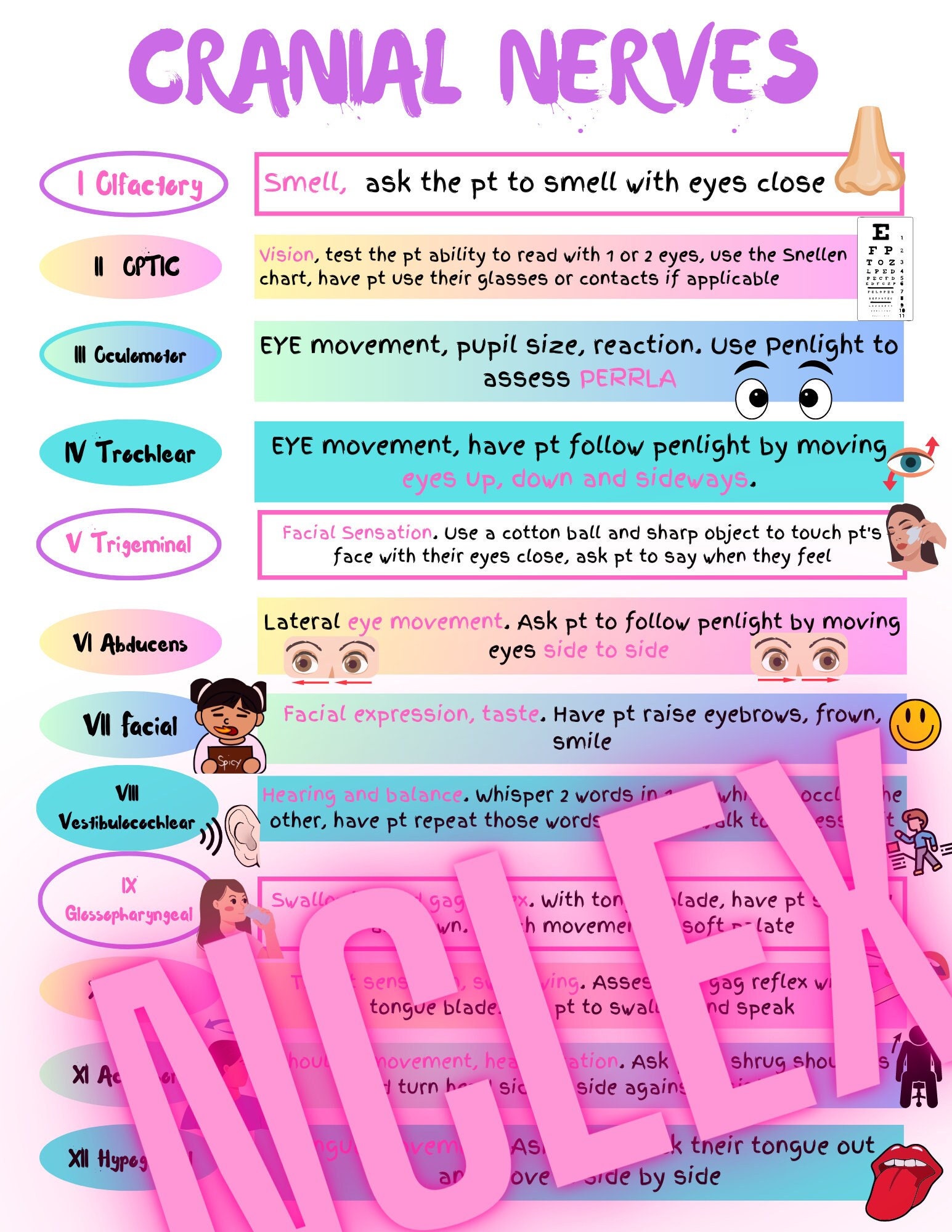 Cranial Nerve Study Guide Cranial Nerve Cheat Sheet Digital - Etsy