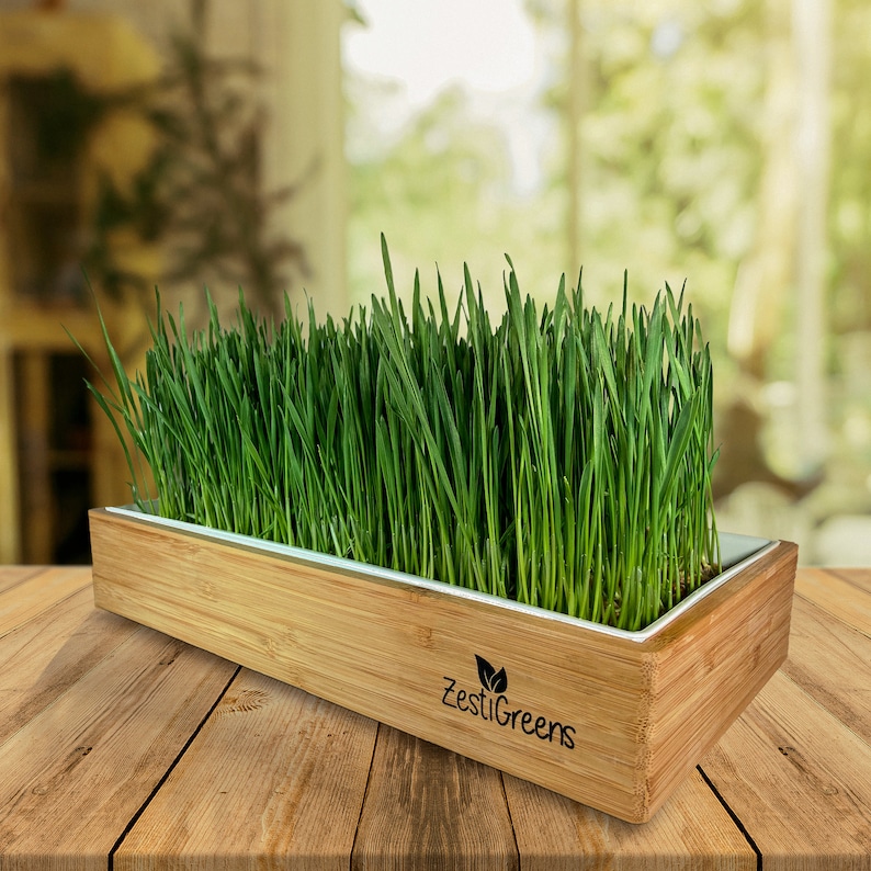 Organic Wheatgrass Growing Kit, Self Watering, With Soilless Grow Mats ...