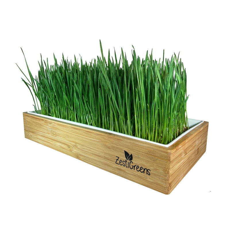 Organic Wheatgrass Growing Kit, Self Watering, With Soilless Grow Mats ...