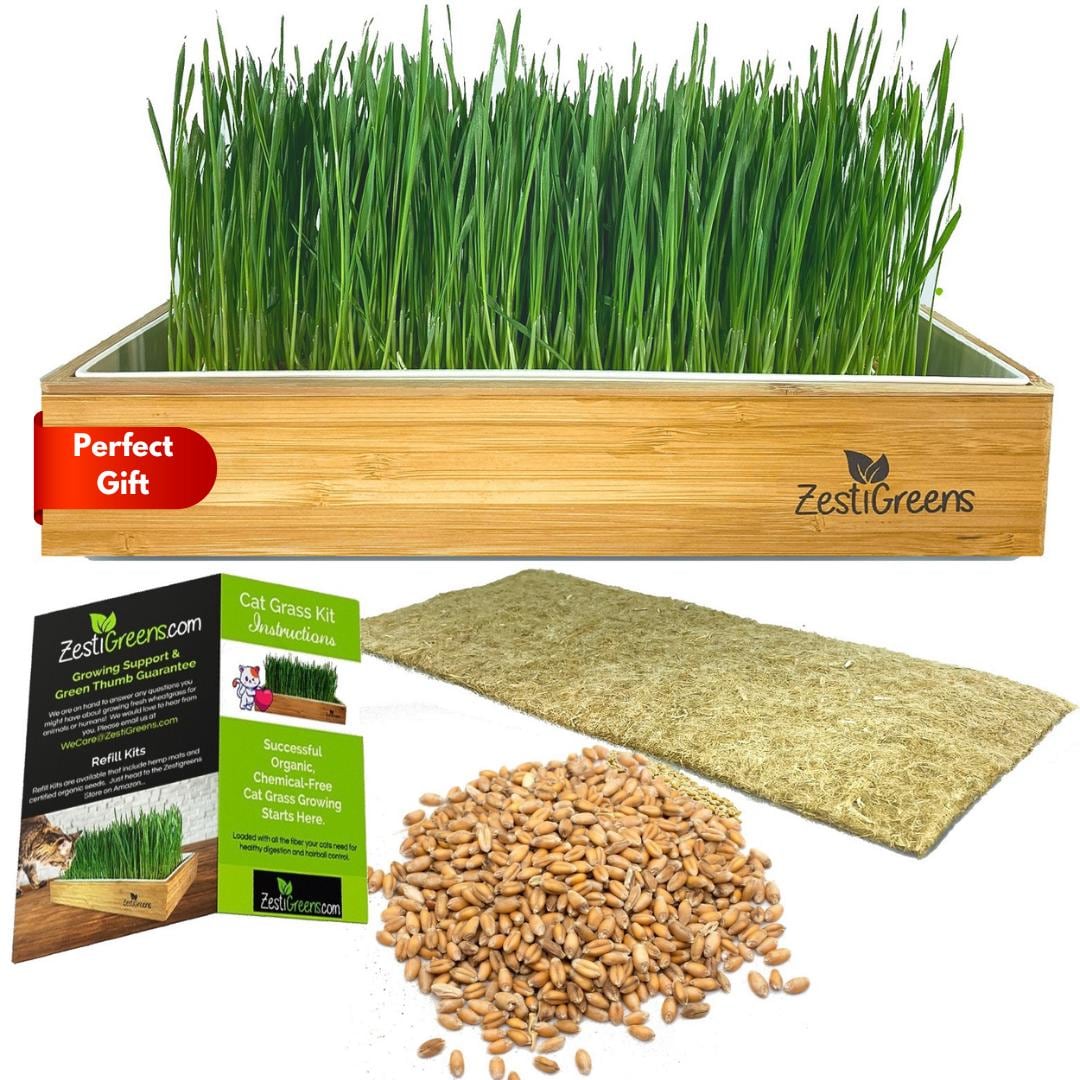Self-watering Cat Grass Kit. Hands Down the Easiest Way to Grow Cat ...