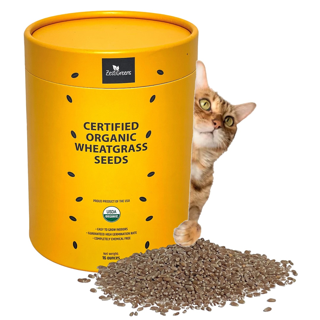 Certified Organic Cat Grass Seeds | Wheatgrass Seeds in Round Container ...