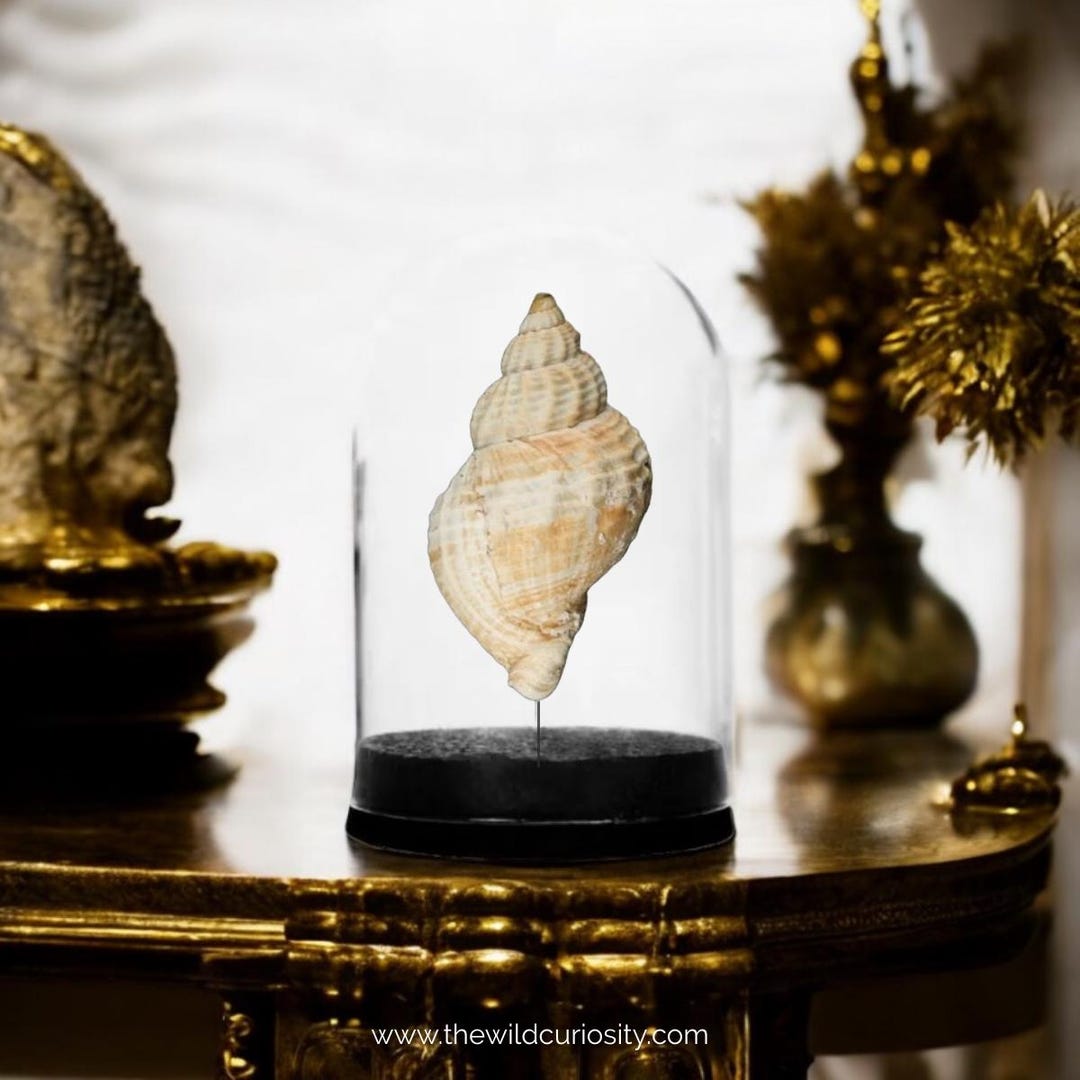 Large Whelk Shell in Glass Dome Jar | Bell Jar | Oddities Display Case ...