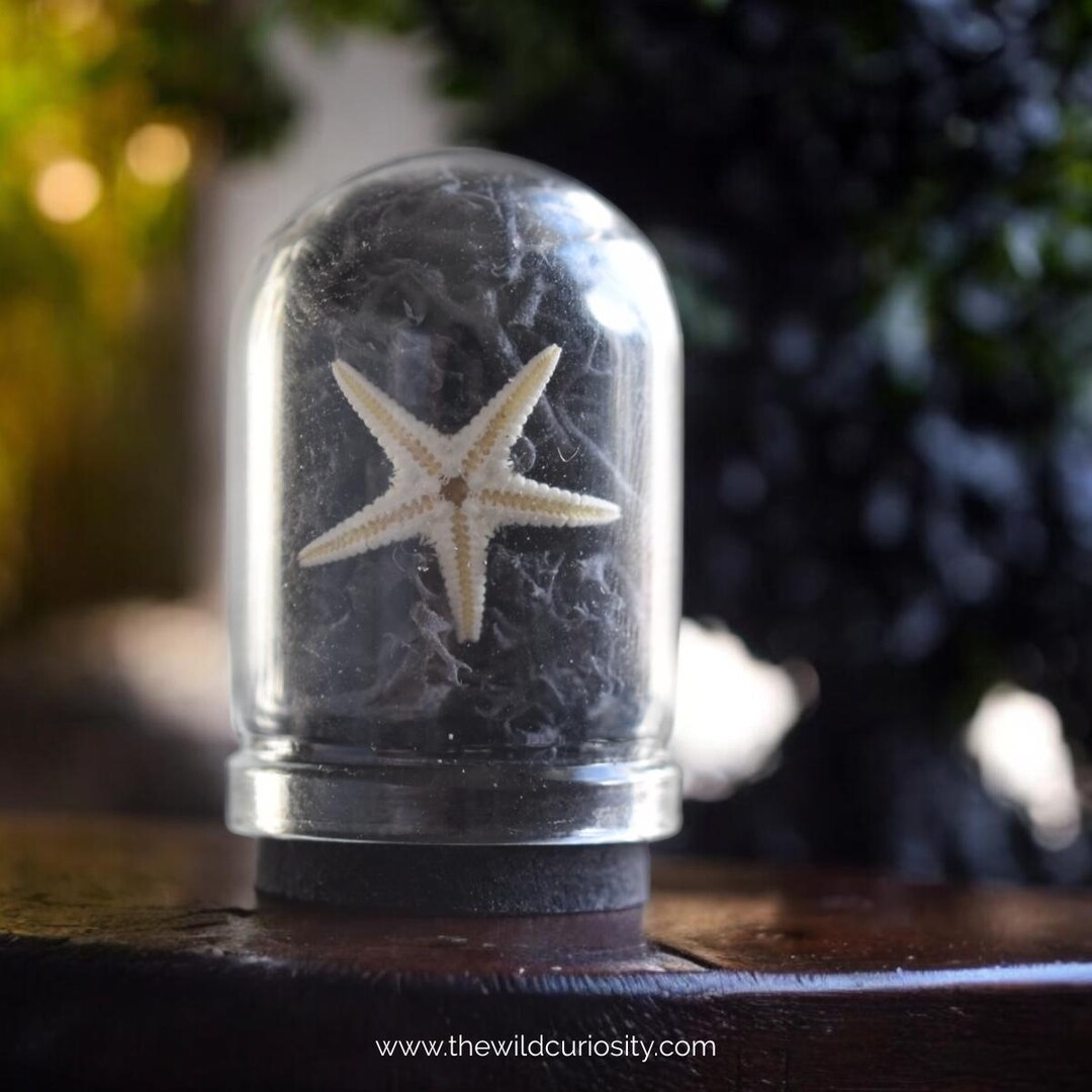 Miniature Glass Dome With Starfish Inclusion | Genuine Oddity ...
