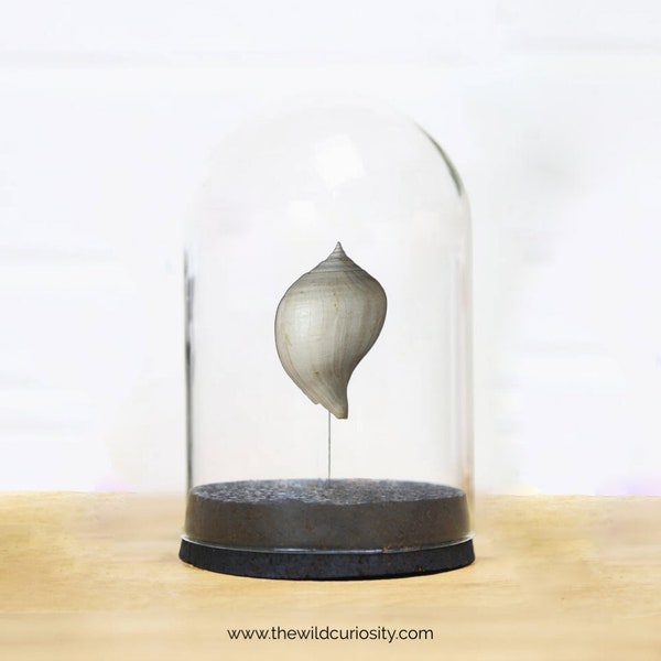 Bell Jar - Etsy