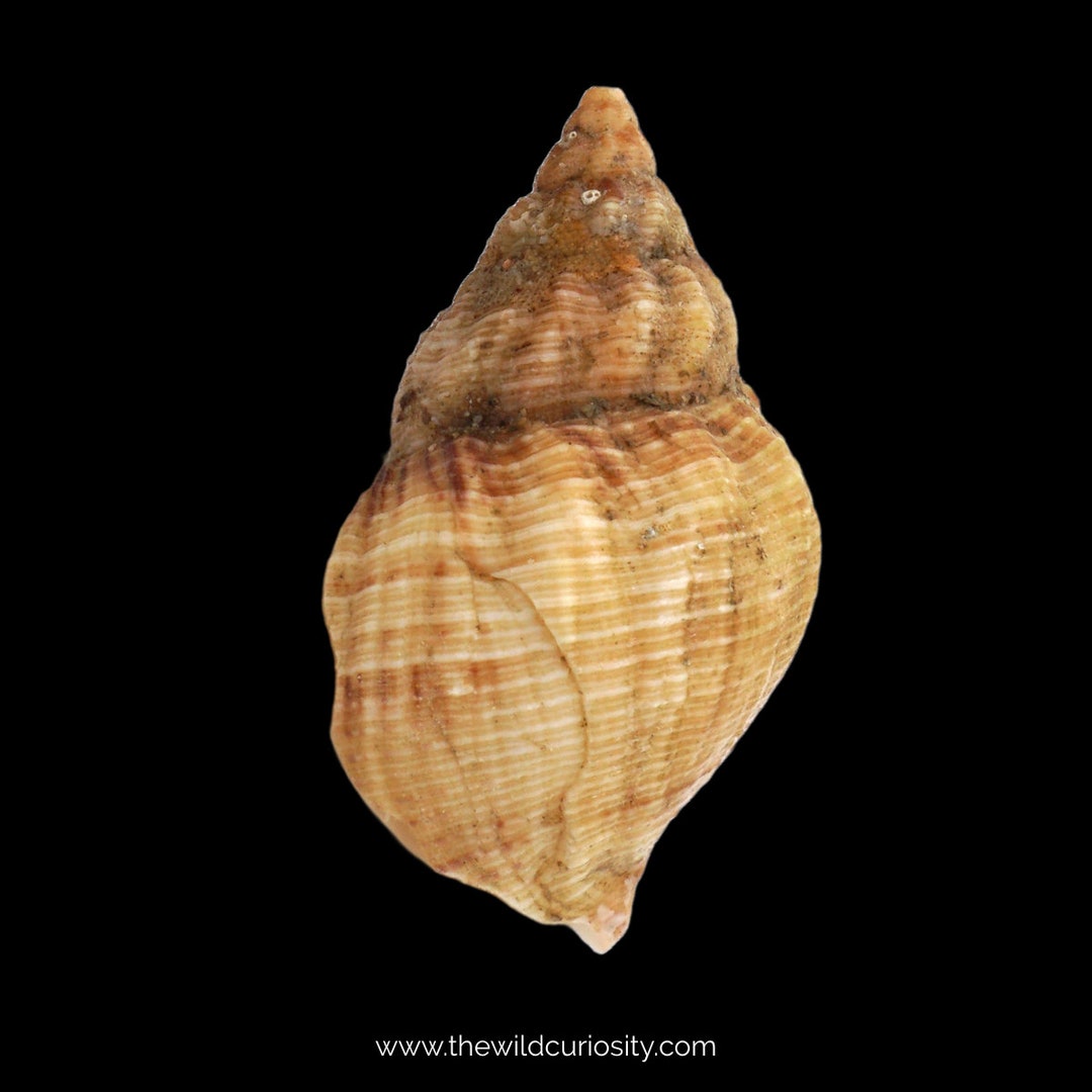 Large Whelk Shells Sea Shells A Grade Gastropod Mollusk Arts and Crafts ...