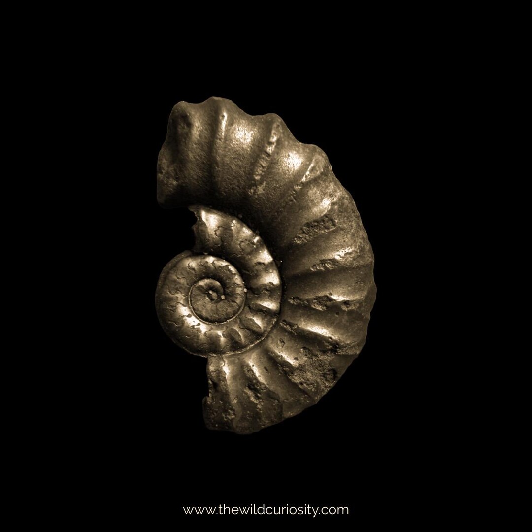 Pyritised Ammonite Halve | 17mm | A4 | Jurassic Fossil | Collectors ...