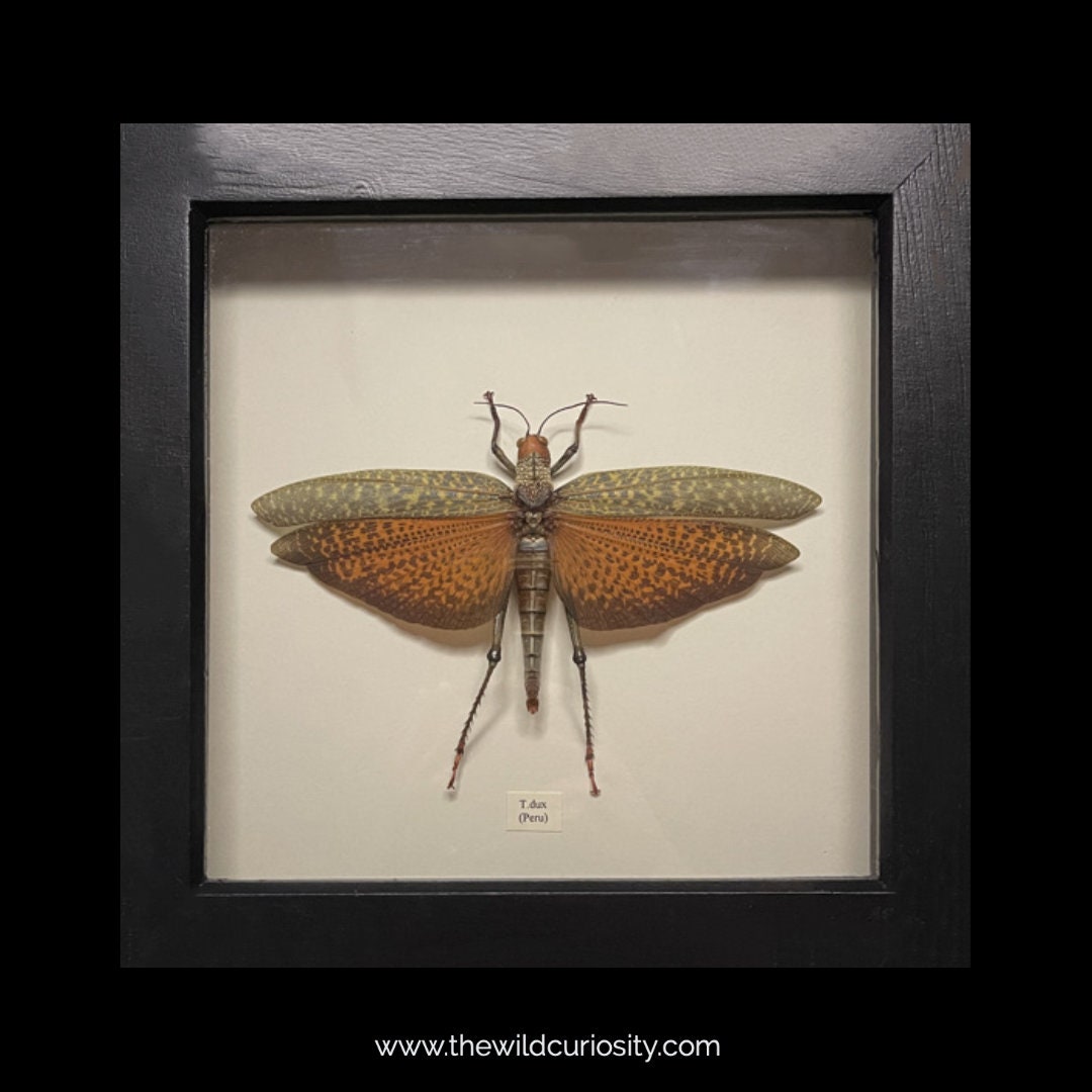 Framed Giant Grasshopper Taxidermy Wall Art Framed Etsy