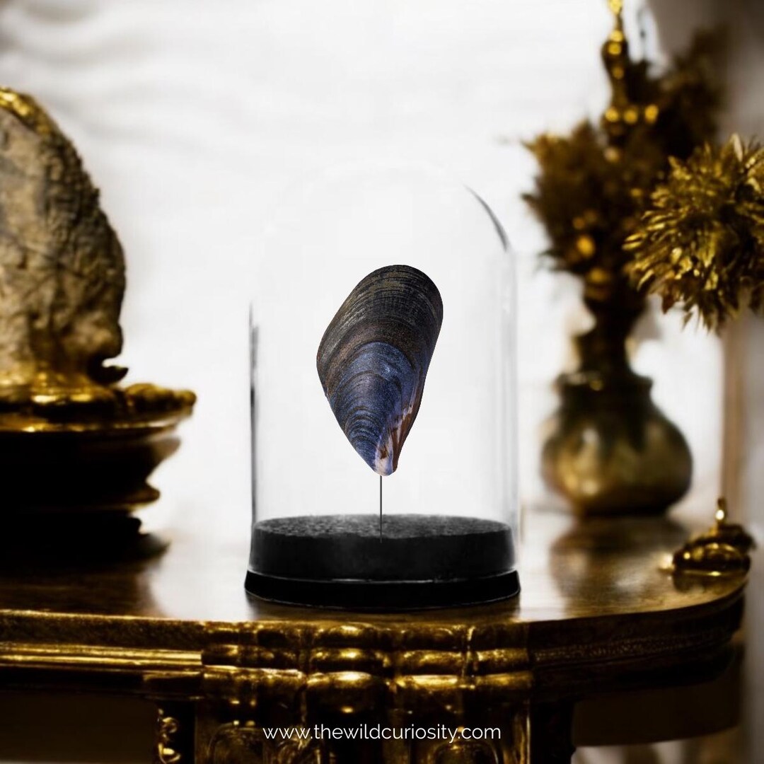 Large Mussel Shell | Conus Quercinus in Glass Dome Jar | Bell Jar ...