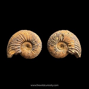 Sandy Ammonite | 22mm | A29 | Jurassic Coast Fossil | Collectors ...