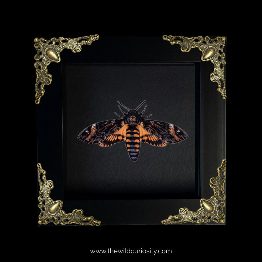 Framed Paper Specimen | Death’s Head Hawk-moth | Faux Collection | Fake ...
