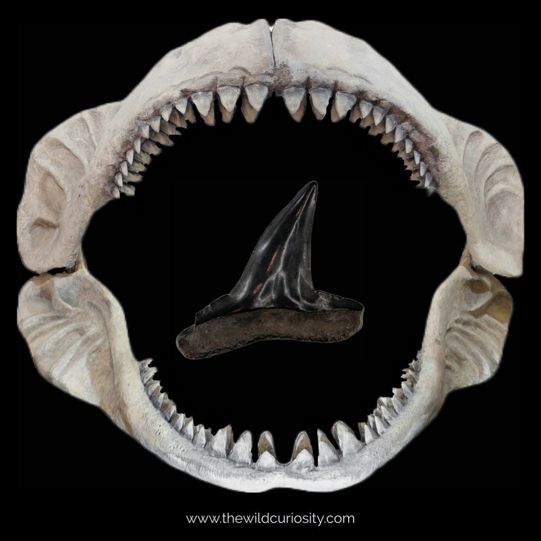 Fossil Shark Tooth (small) | Sharks Teeth | Marine Predator | Dinosaurs ...
