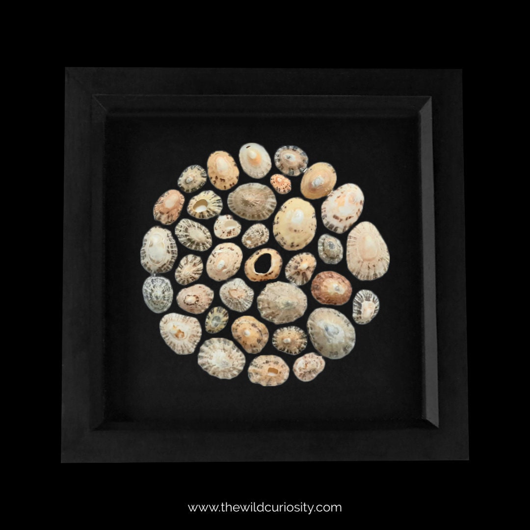 Framed Limpet Shell Art | Circlular Pattern | Sea Shells | Beach Art ...