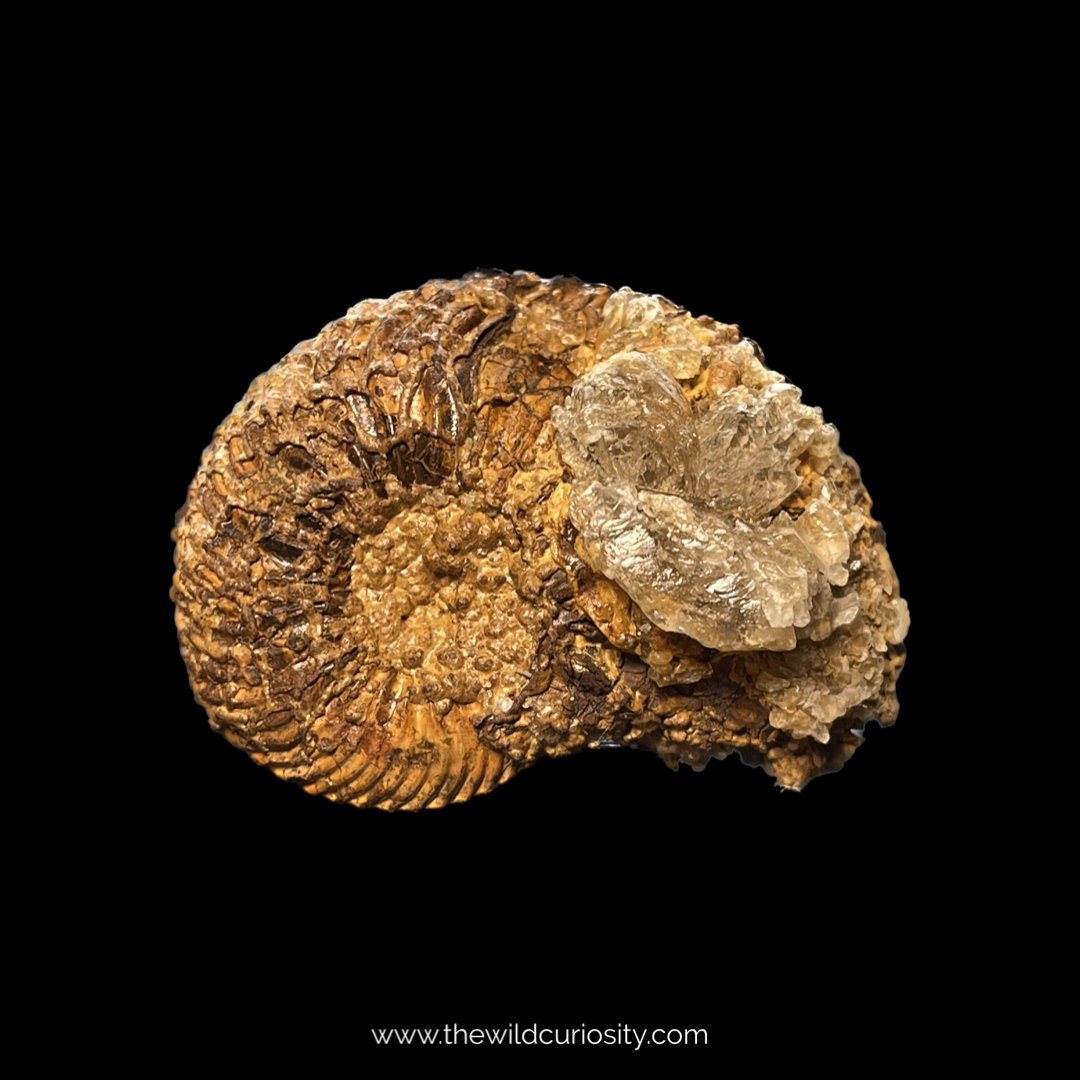 Naturally Crystalised Ammonite Fossil | 48mm | LA3 | Calcite Crystal | Jurassic Fossils ...