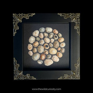 Framed Limpet Shell Art | Circlular Pattern | Sea Shells | Beach Art ...