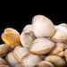 Large Cockle Shells | Sea Shells | A Grade | Gastropod | Mollusk | Arts ...