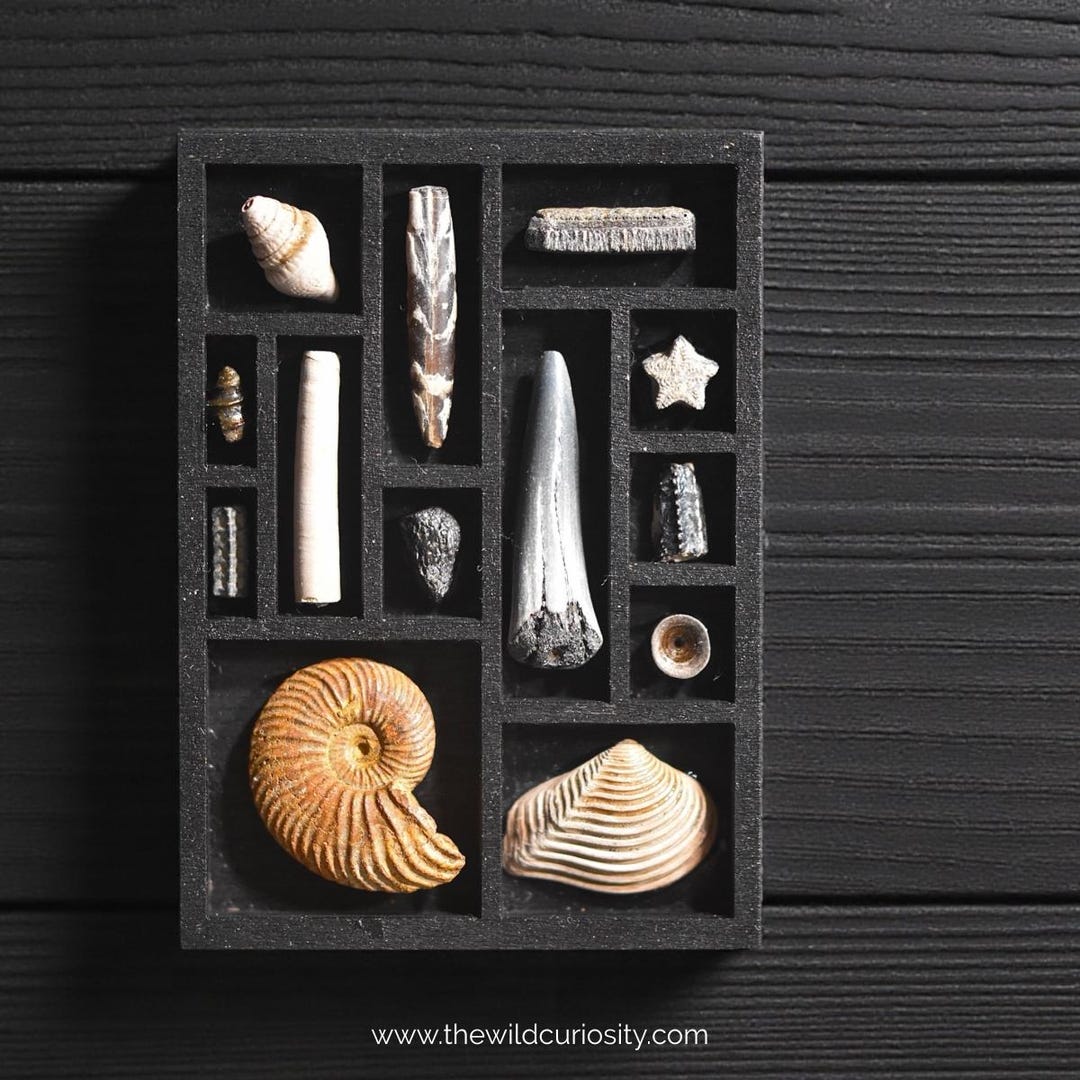 Miniature Marine Fossil Display Magnet | Mini Curio Shelf Fridge Magnet ...