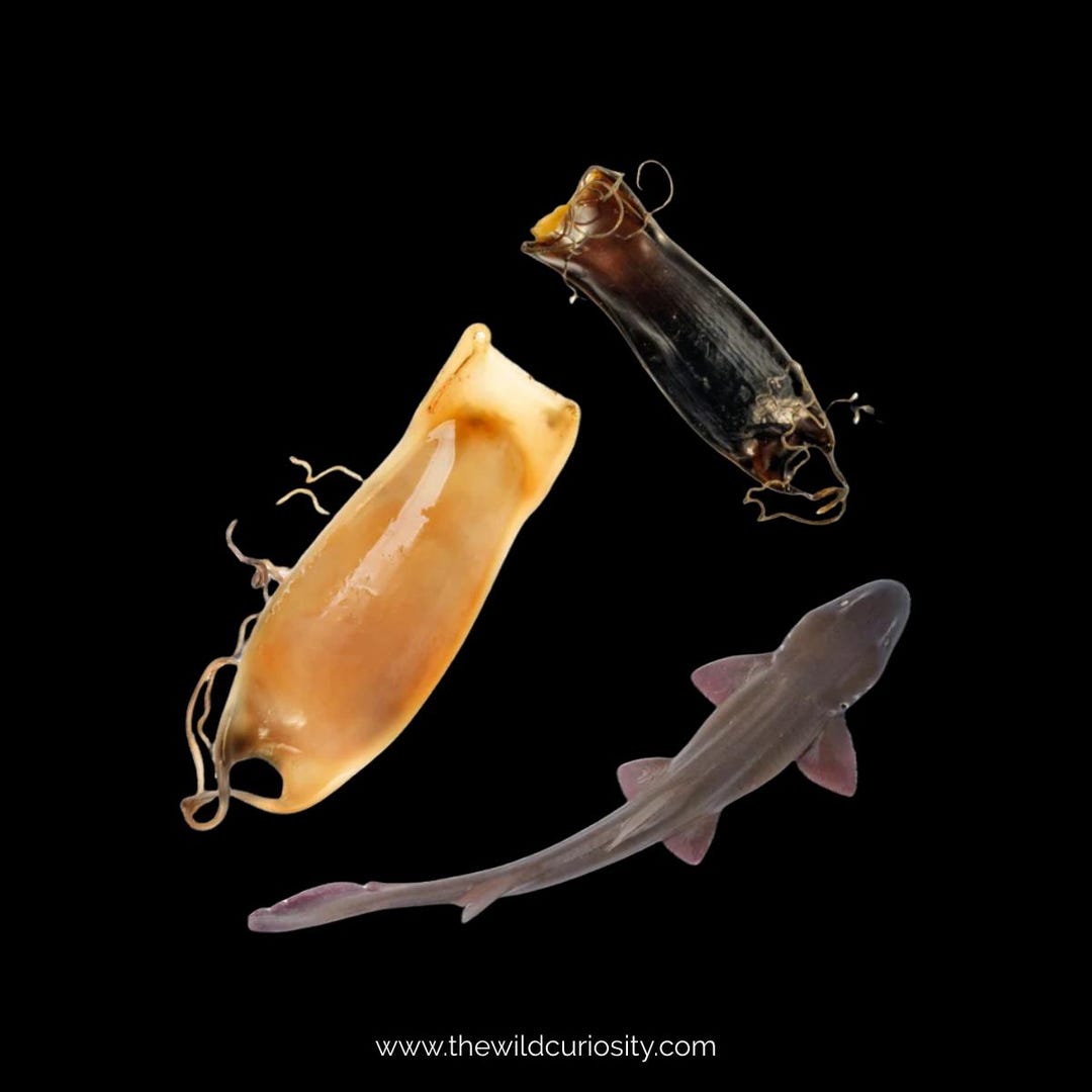 Dried Mermaid's Purse (small) | Marine | Beach Finds | Cabinet of ...