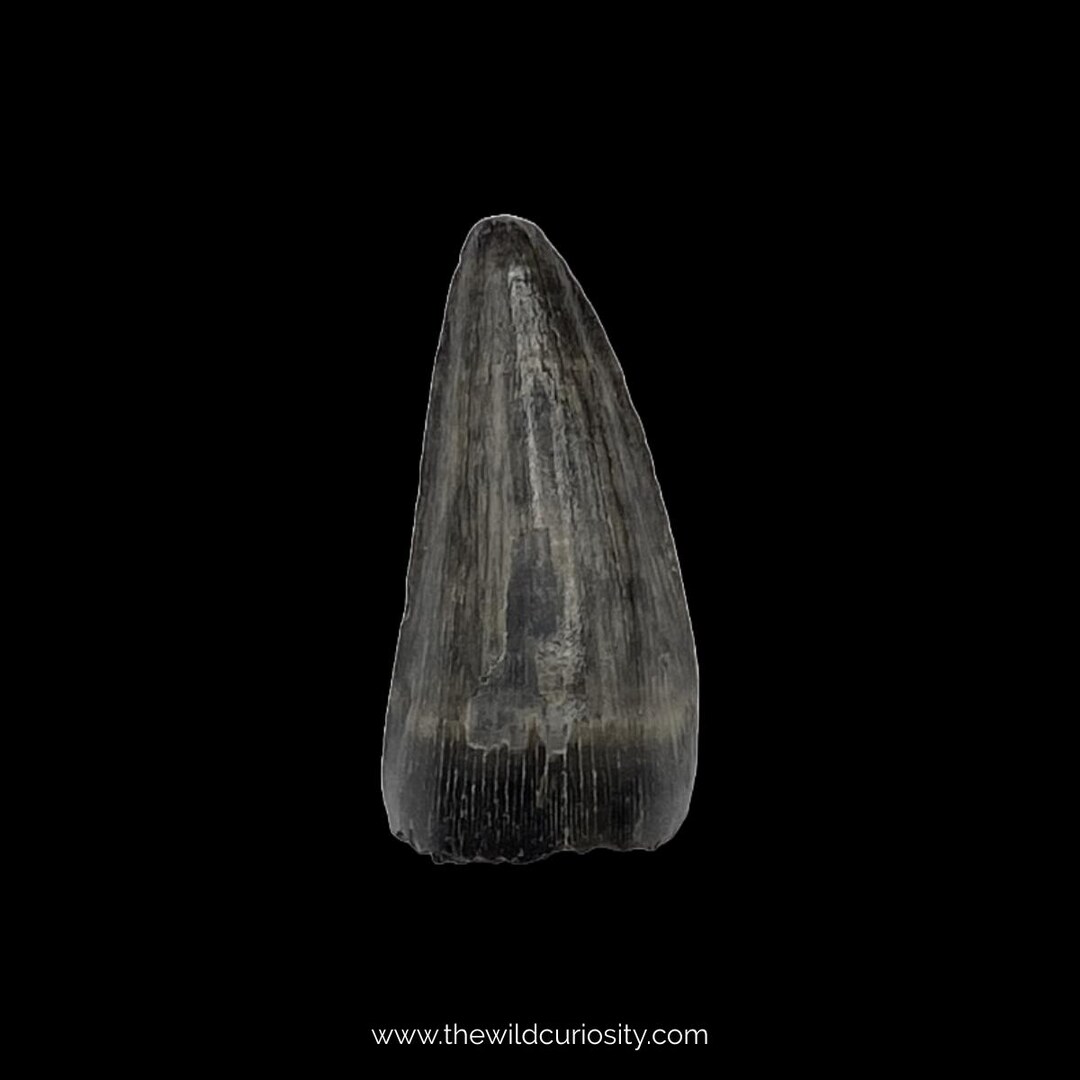 Fossil Diplocynodon Tooth | Genuine Fossilised Teeth | Dinosaur Bones ...