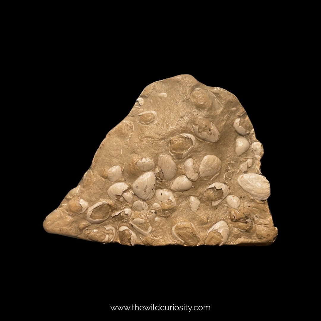 Fossil Shells in Deathbed | 96mm | Fossilised Seabed | Prehistoric ...