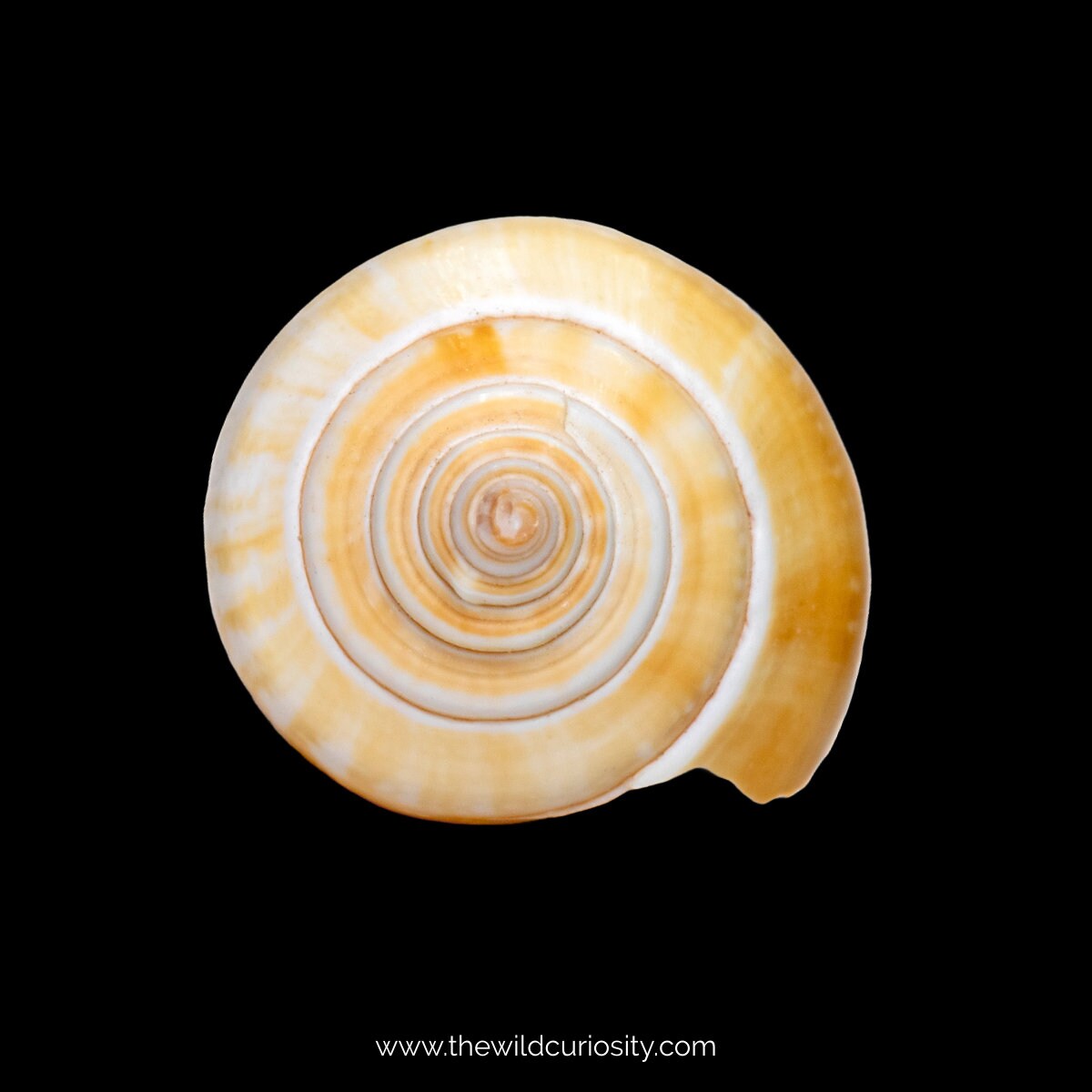 Large Cone Shells | Laevistrombus Turturella | A Grade | Gastropod ...