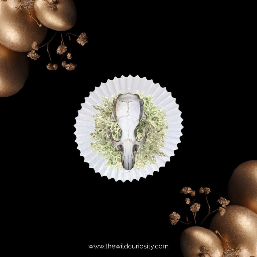 Cabinet of Curiosities Collection | Tempting Treats | Gift Ideas ...