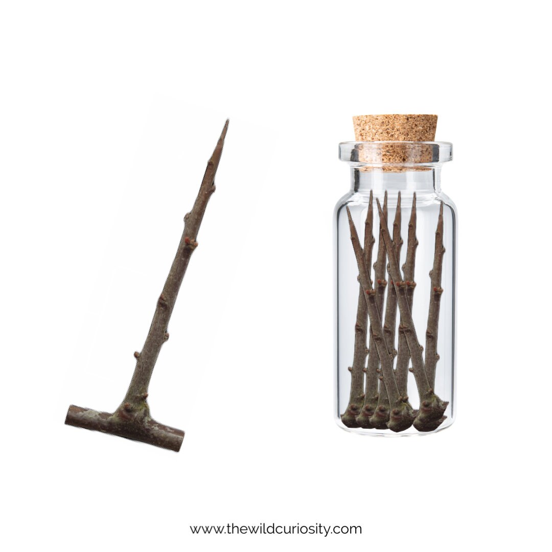 Blackthorn Spikes In Glass Jar Sizes Vary Cabinet Of Curiosities blackthorn-spikes-in-glass-jar-sizes-vary-cabinet-of-curiosities