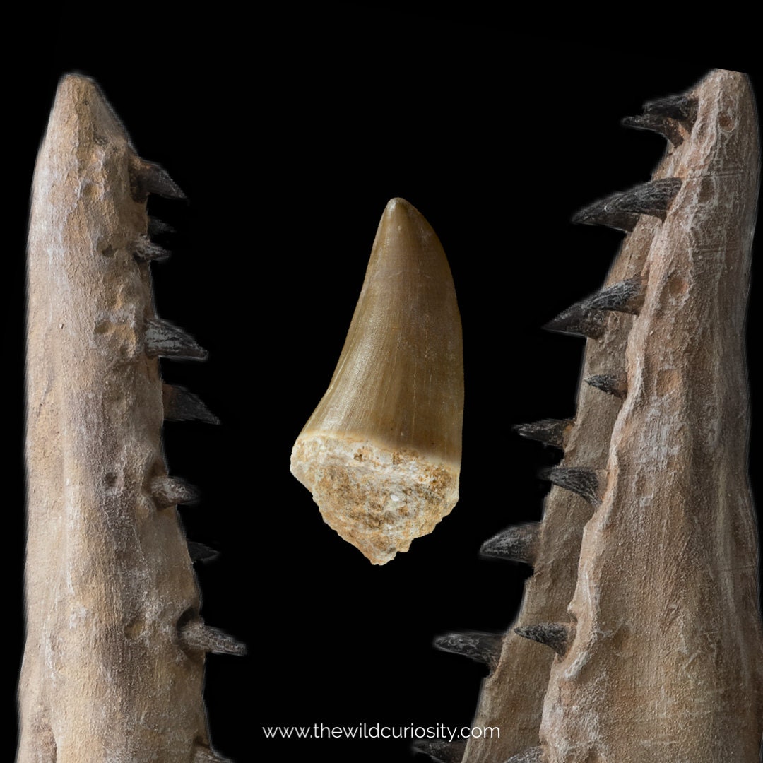 Fossil Mosasaur Tooth | Genuine Fossilised Teeth | Prehistoric Reptile ...