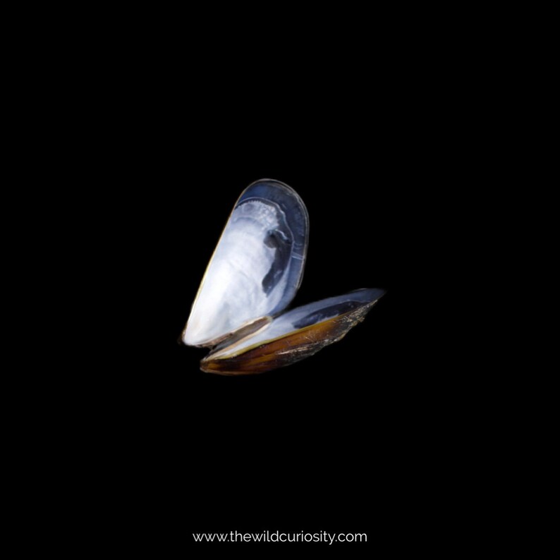Large Mussel Shell Conus Quercinus in Glass Dome Jar Bell - Etsy