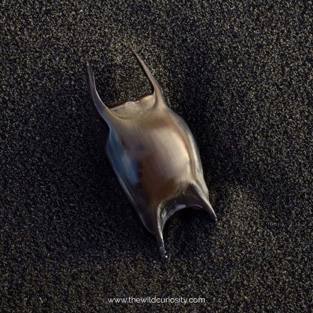 Mermaid's Purse large Ray Egg Cabinet of Curiosities Oddity Marine ...