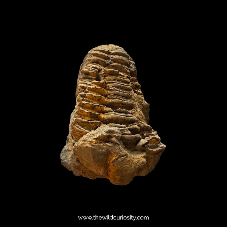 Fossil Diacalymene Trilobite | Genuine Fossilised Sea Creature ...