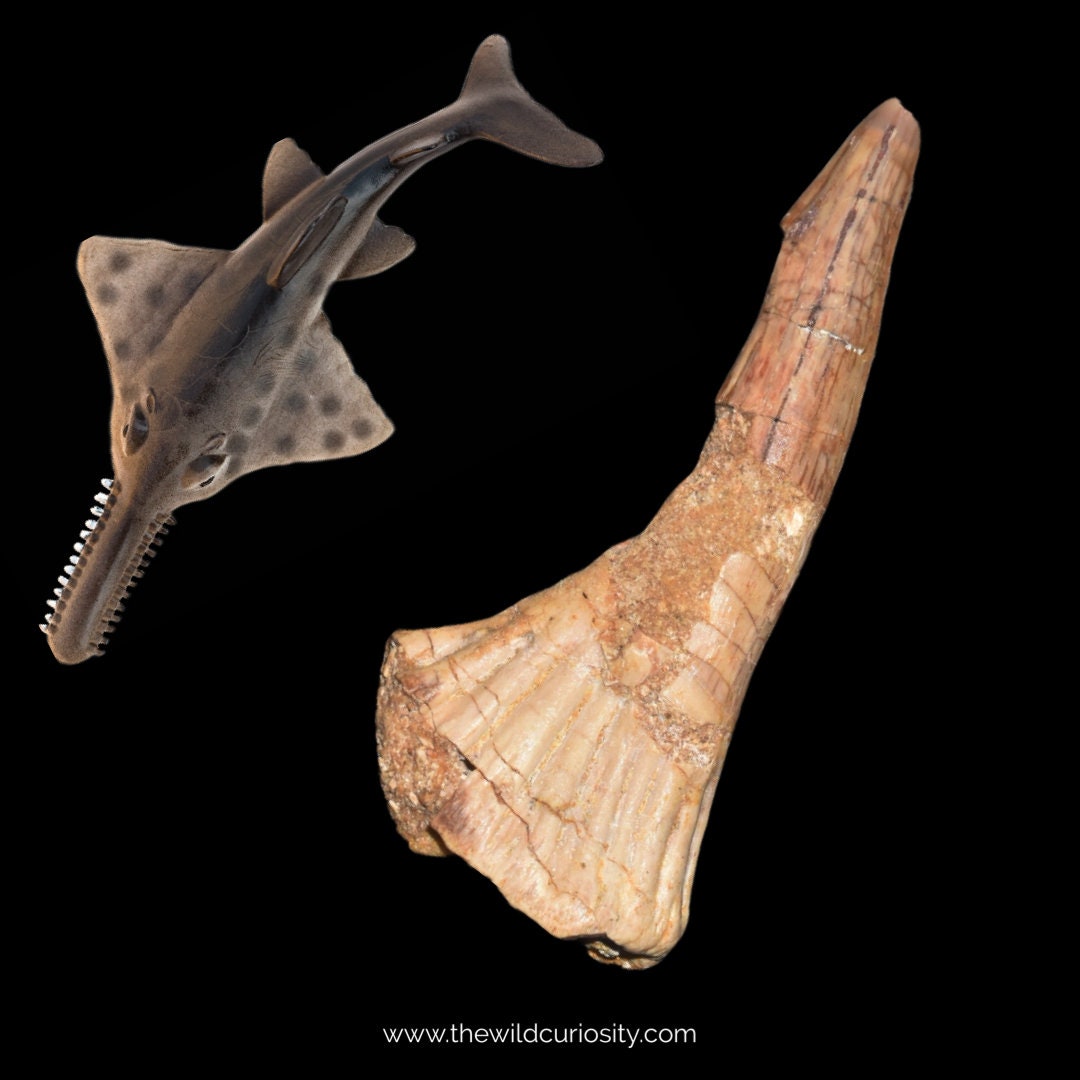 Fossil Rostral Spine | Onchosaurus Numidus | Sawshark | Genuine ...
