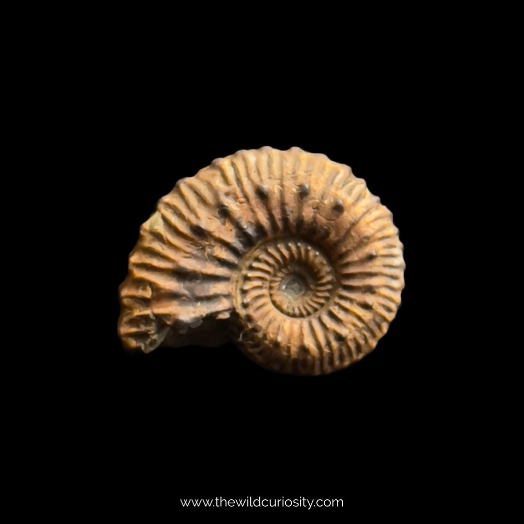 Spiked Ammonite | 21mm | A64 | Jurassic Coast Fossil | Collectors ...