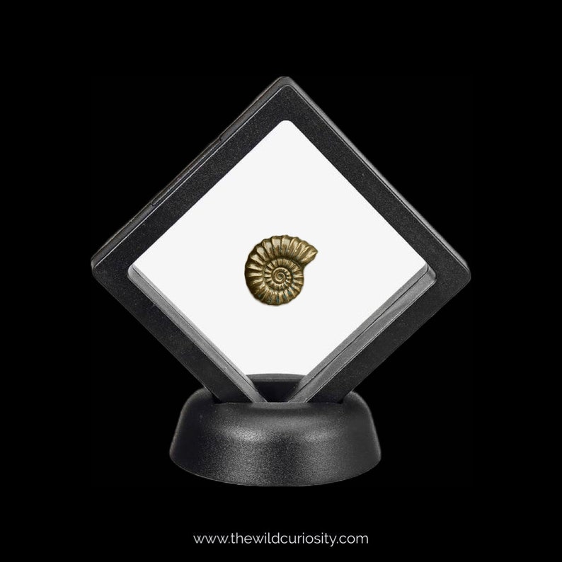 Pyrite Fossil Ammonite in Floating Frame Display 3D Frame - Etsy