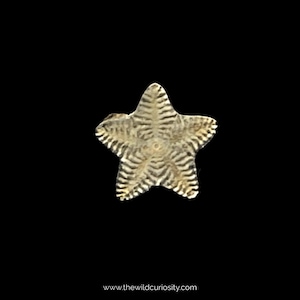 Desert Star Stone Fossil X 6 | Sandy Colour | Fairy Coin Fossils ...