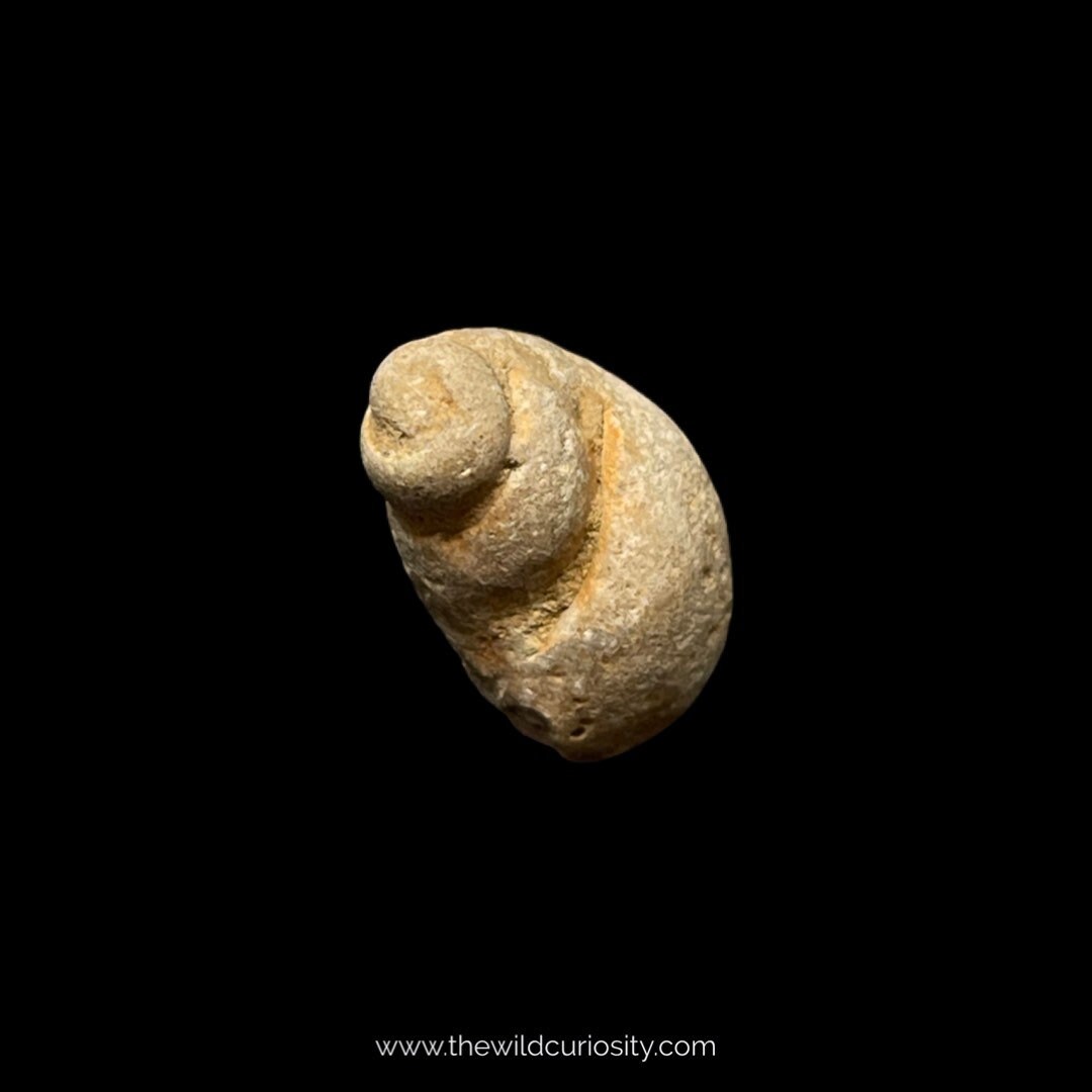 Snail Shell Fossils