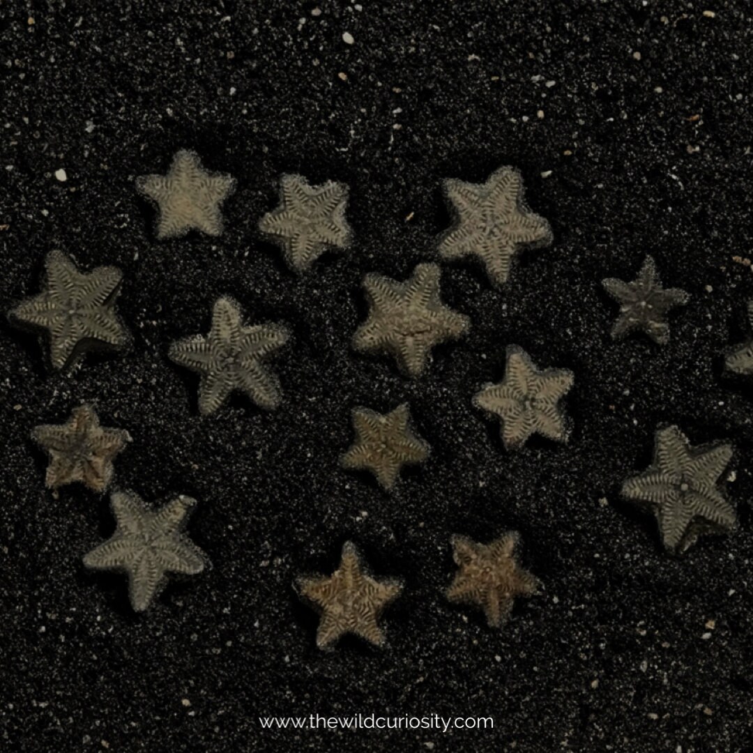 Wild Bookmark | Star Fossil in Cute Mini Bottle | Mother’s Day Gifts ...