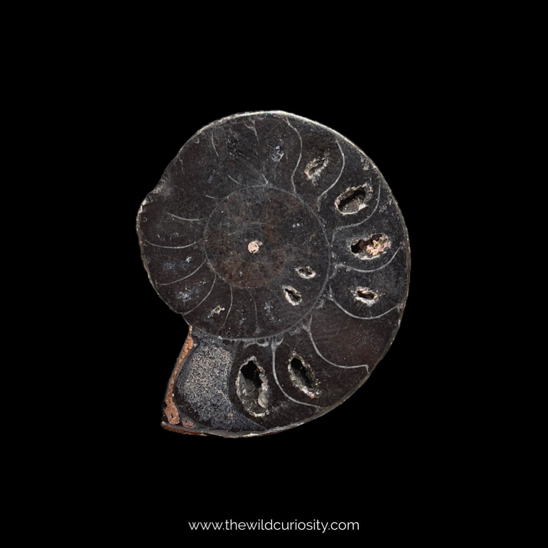 Black Fossil Ammonite | Cut & Polished | Quality Fossils | Jurassic ...