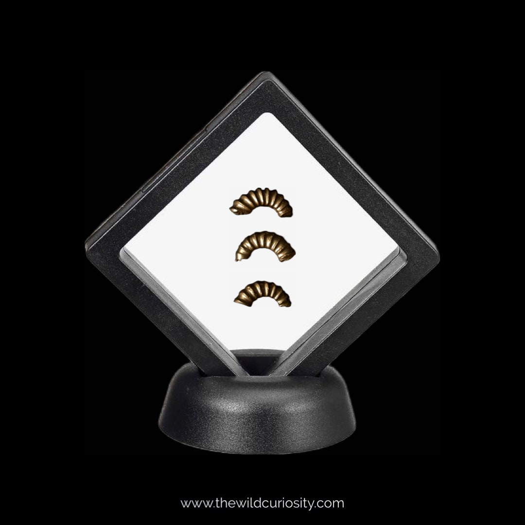 Fossil Ammonite Curve in Floating Frame Display 3D Frame - Etsy