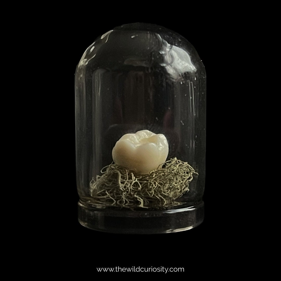 Human Molar Tooth in Miniature Glass Dome | Faux Teeth | Macabre Gifts ...