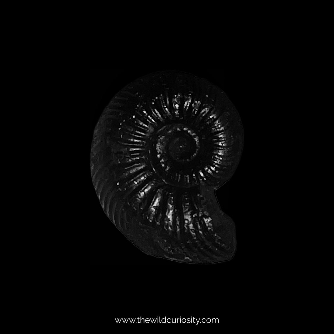 Miniature Black Ammonites | Mini Fossil | Arts and Crafts Supplies ...
