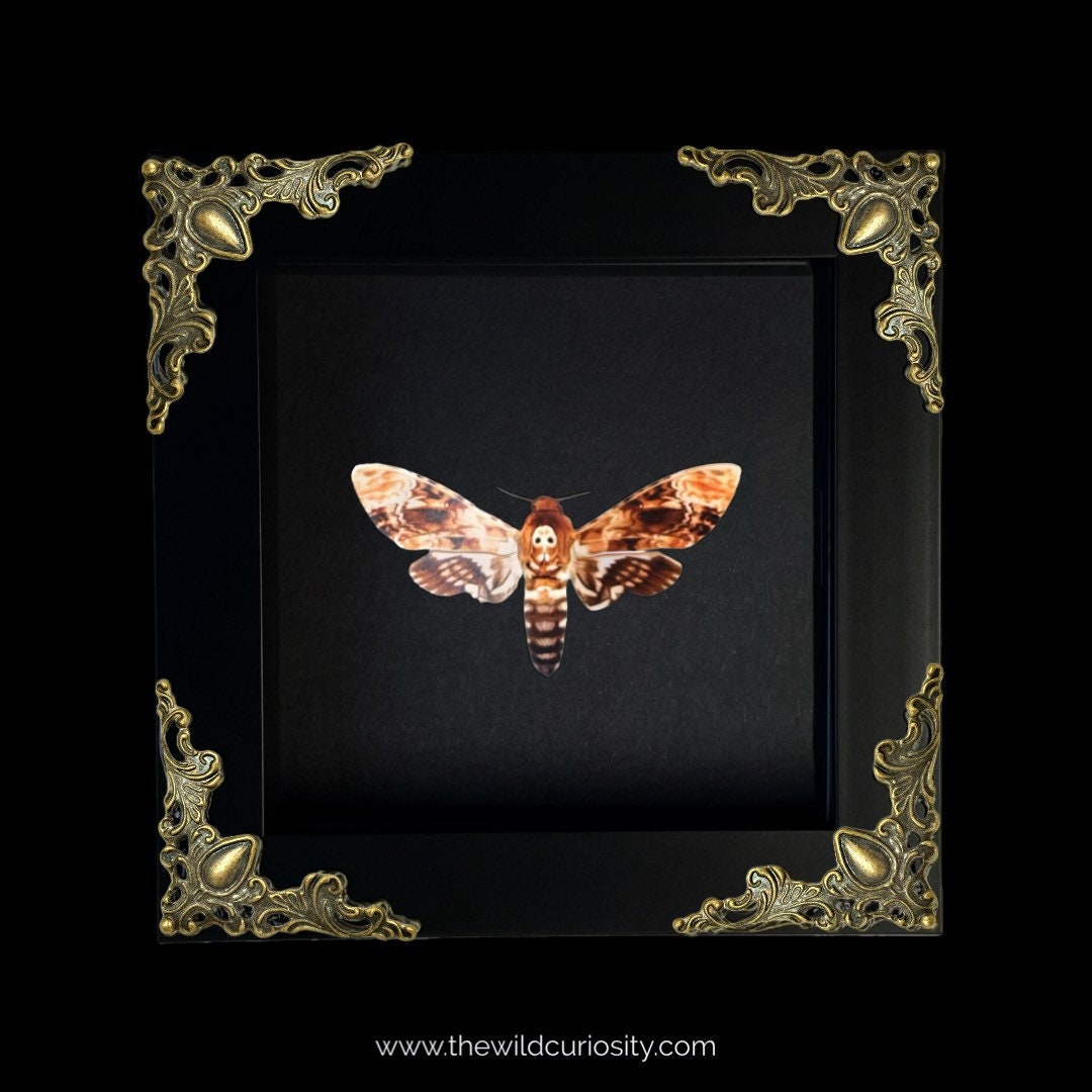 Framed Paper Specimen | Death’s Head Hawk-moth | Faux Collection | Fake ...