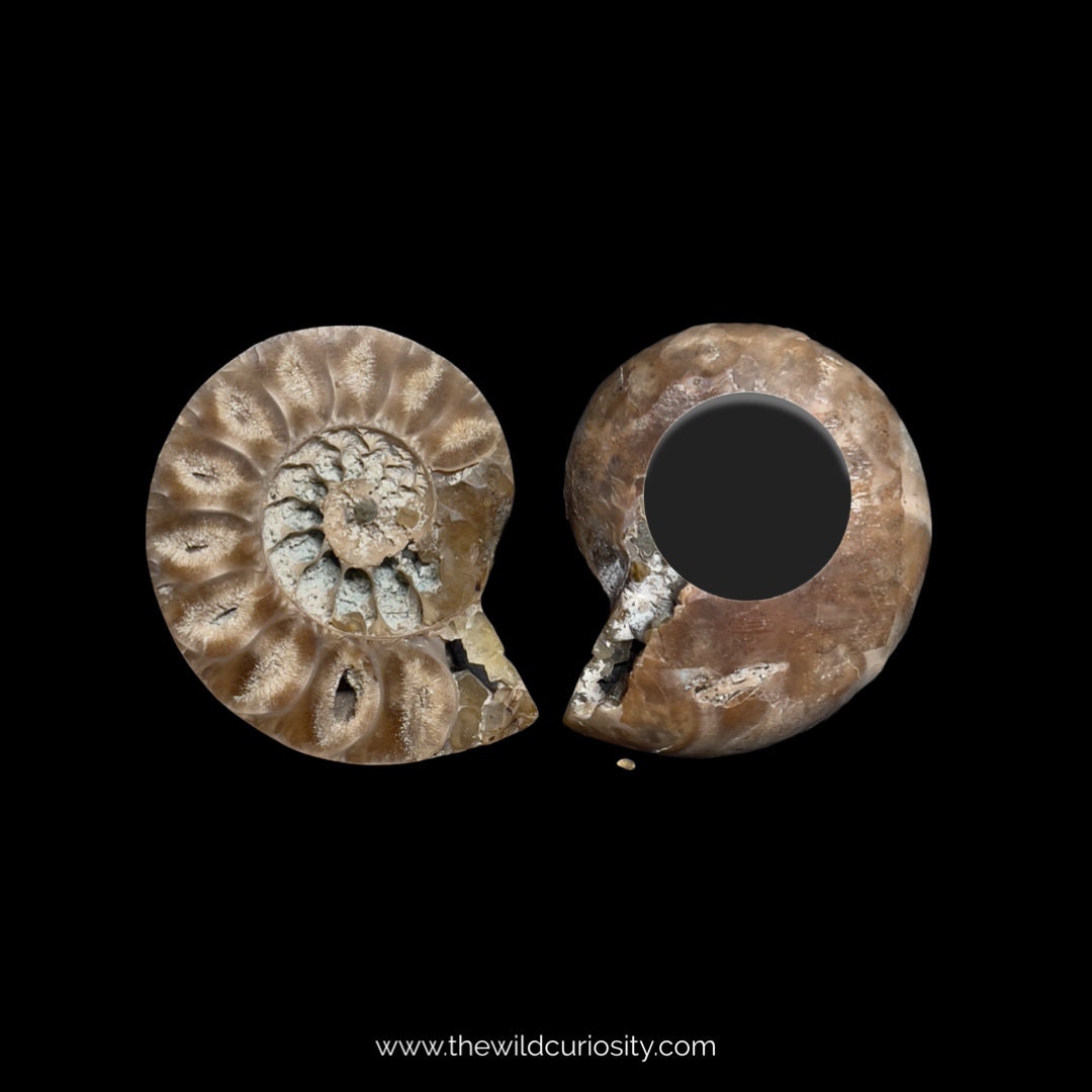 Fossil Ammonite Magnet | Cut & Polished | Select Style | Beautiful ...