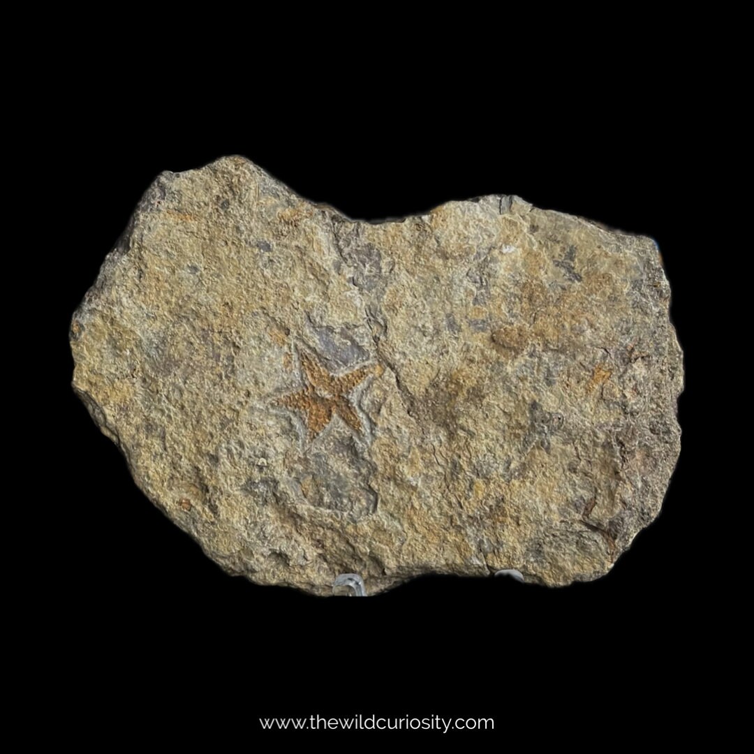 Fossil Starfish in Matrix | Genuine Collector’s Specimen | Fossilised ...