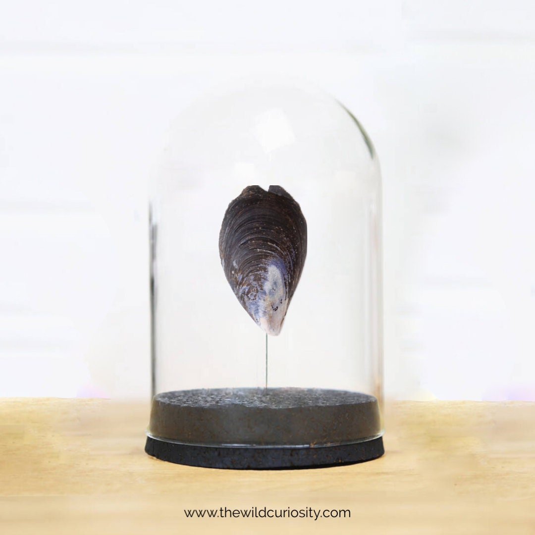 Large Mussel Shell Conus Quercinus in Glass Dome Jar Bell - Etsy