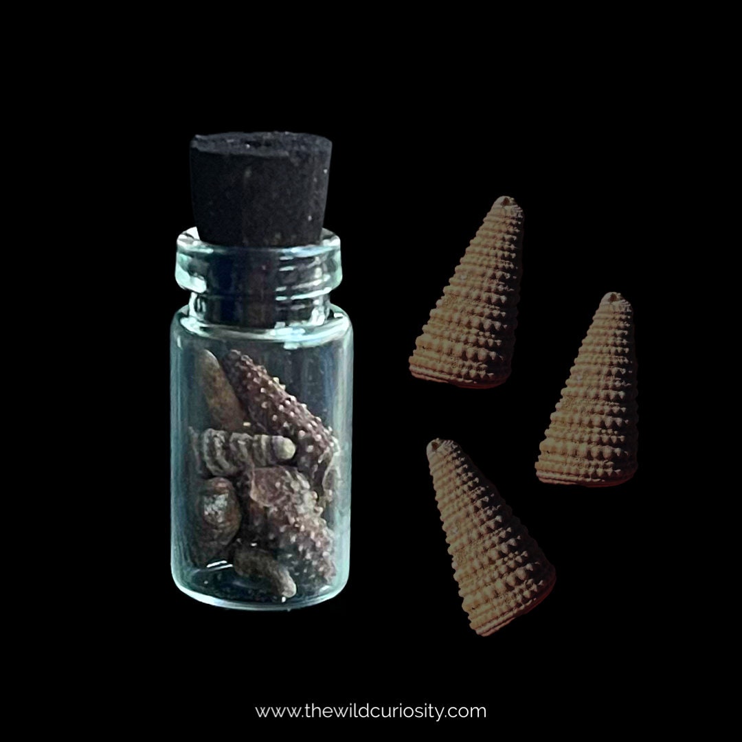 Miniature Bottle of Fossil Spiked Cone Shells | Genuine Fossils ...