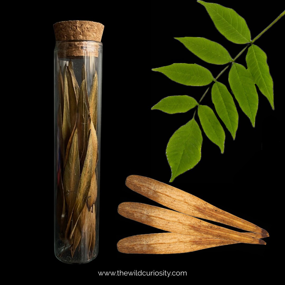 English Ash Tree Seeds in Glass Curio Vial | Botany Study | Natural ...