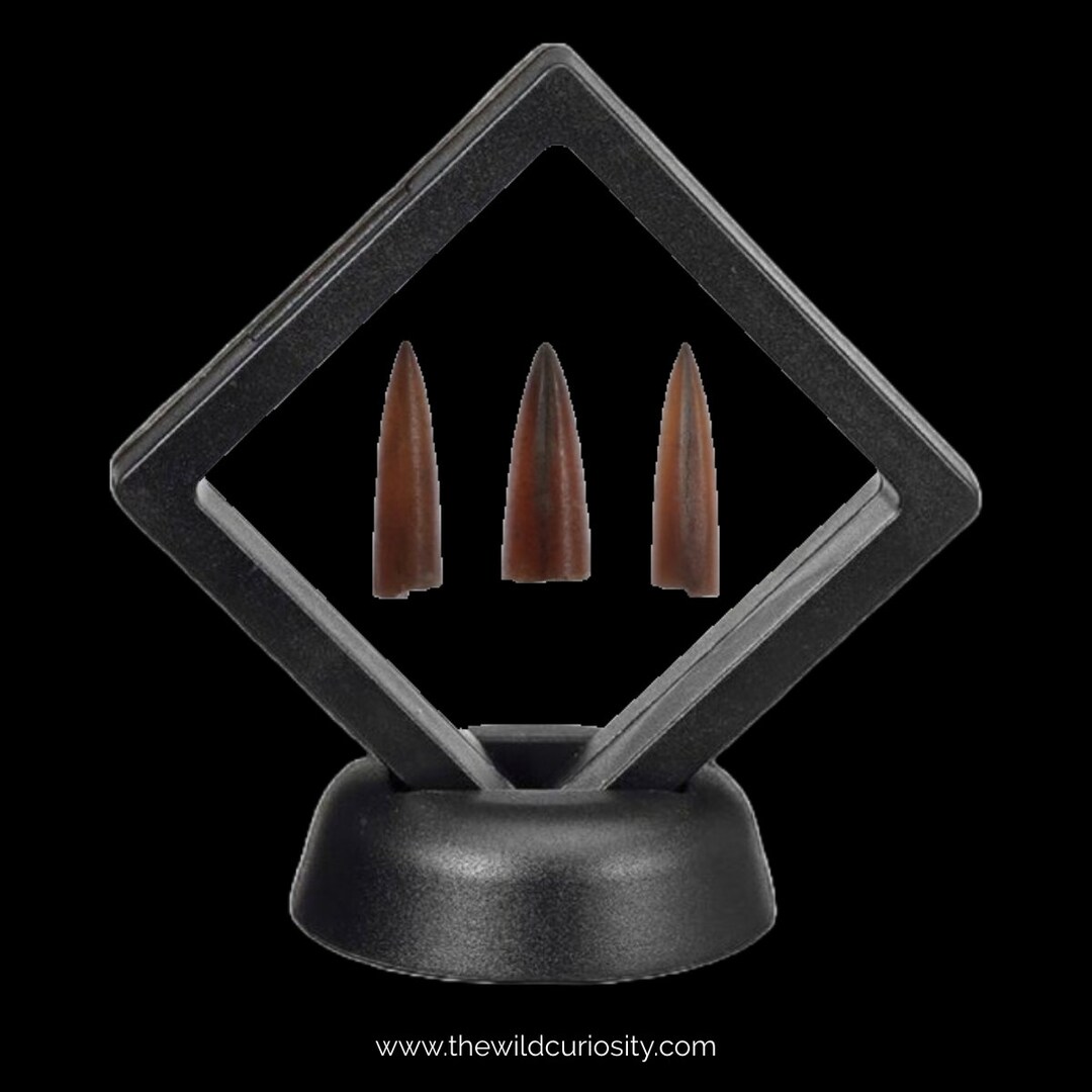 Fossil Belemnite in Floating Frame Display | 3D Frame | Decorative ...
