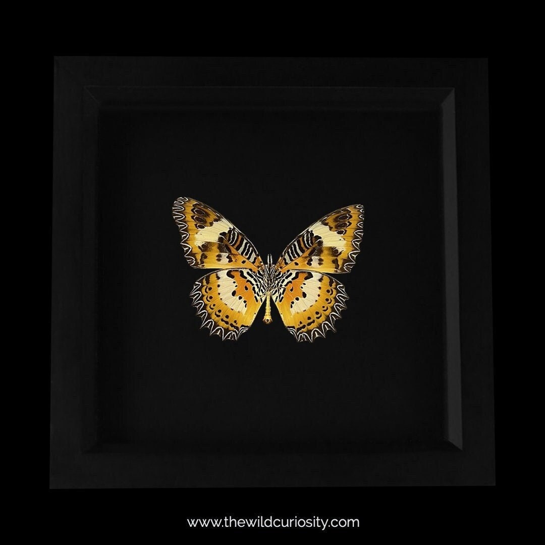 Framed Red Lacewing Butterfly | Taxidermy Butterflies | Dark Decor ...