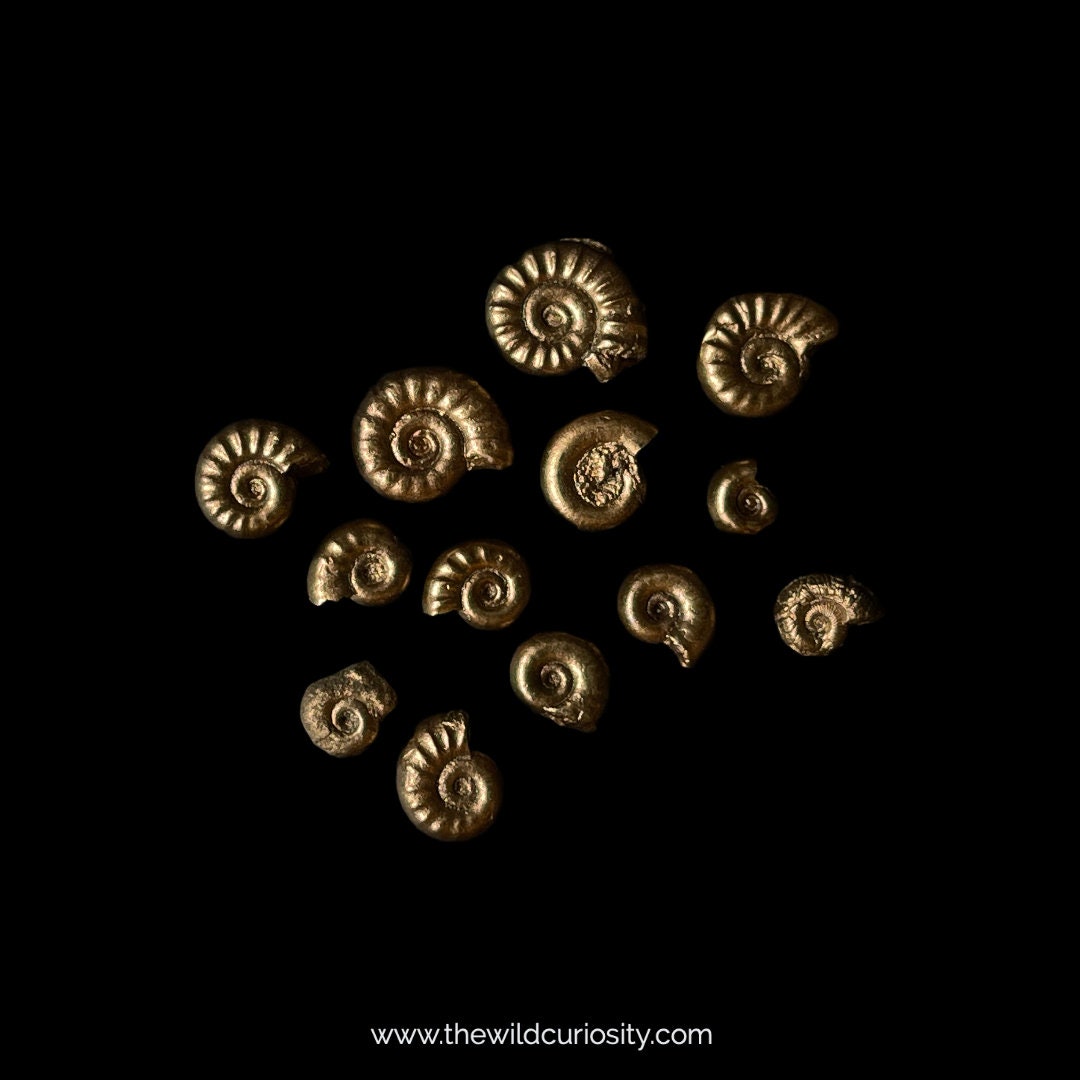 Miniature Pyritised Ammonites | RARE Mini Pyrite Fossil | Fool's Gold ...